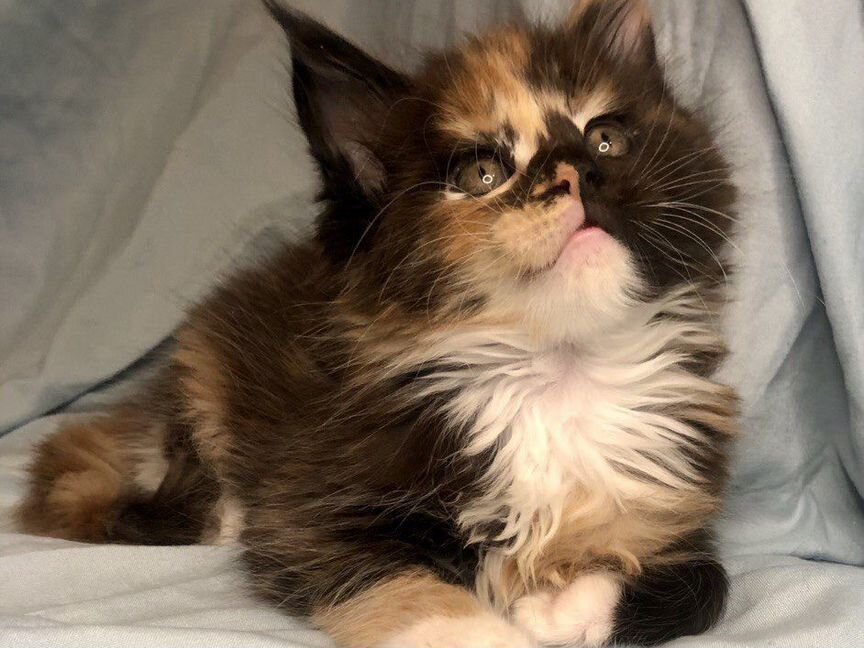 Котята мейн-кун