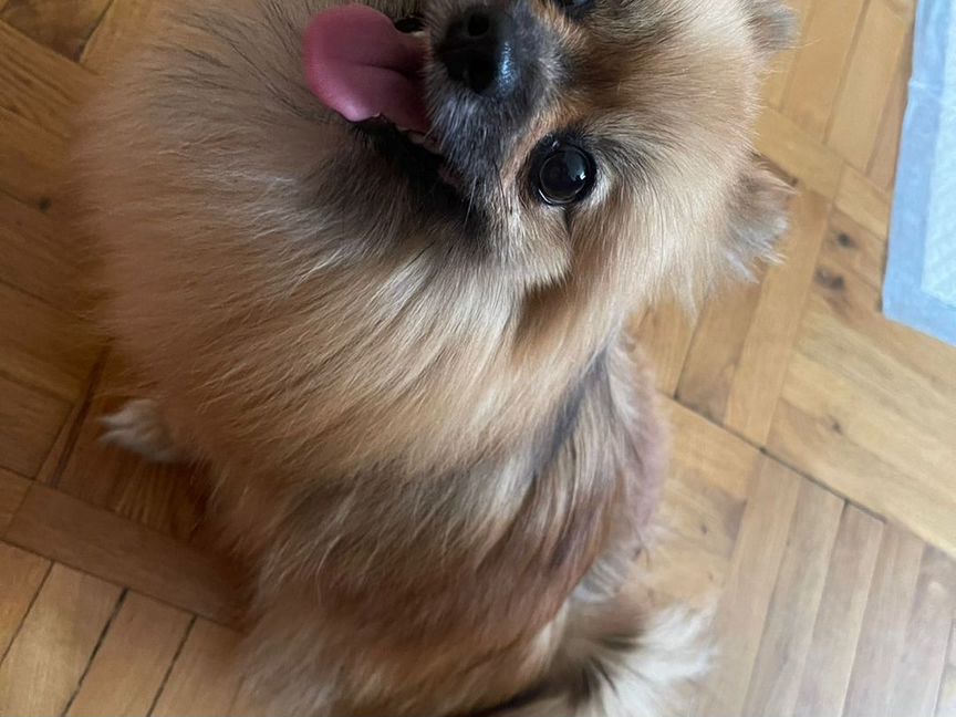 Найдена собака