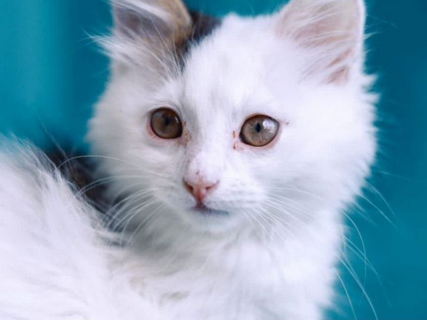 Котёнок из приюта