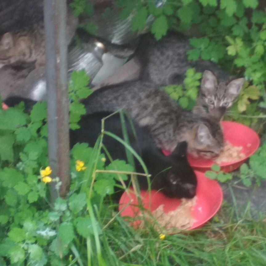 Отдам красивых котят