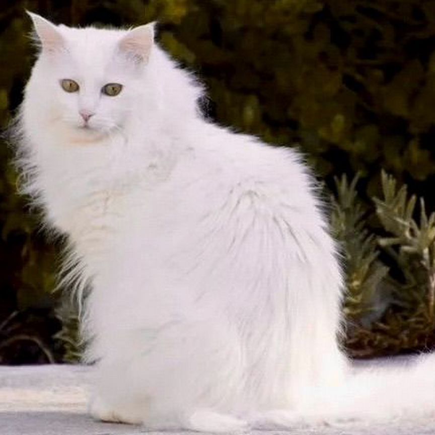 Ангорская кошка в добрые руки