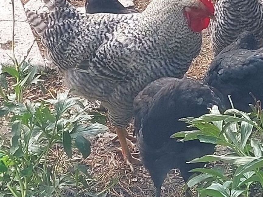 Петух Плимутрок