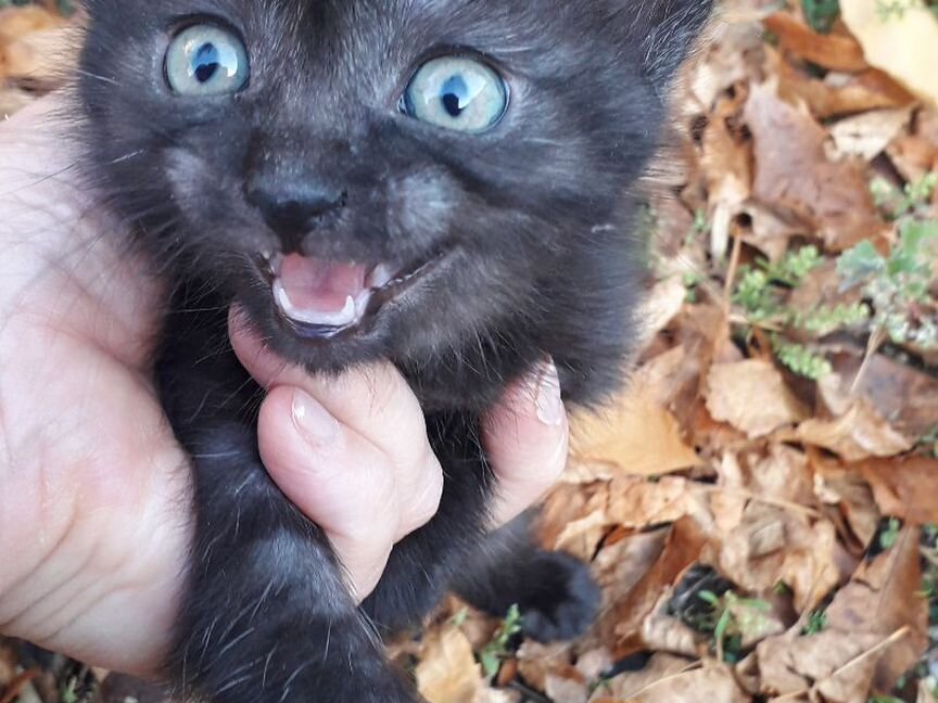 Котята в добрые руки бесплатно