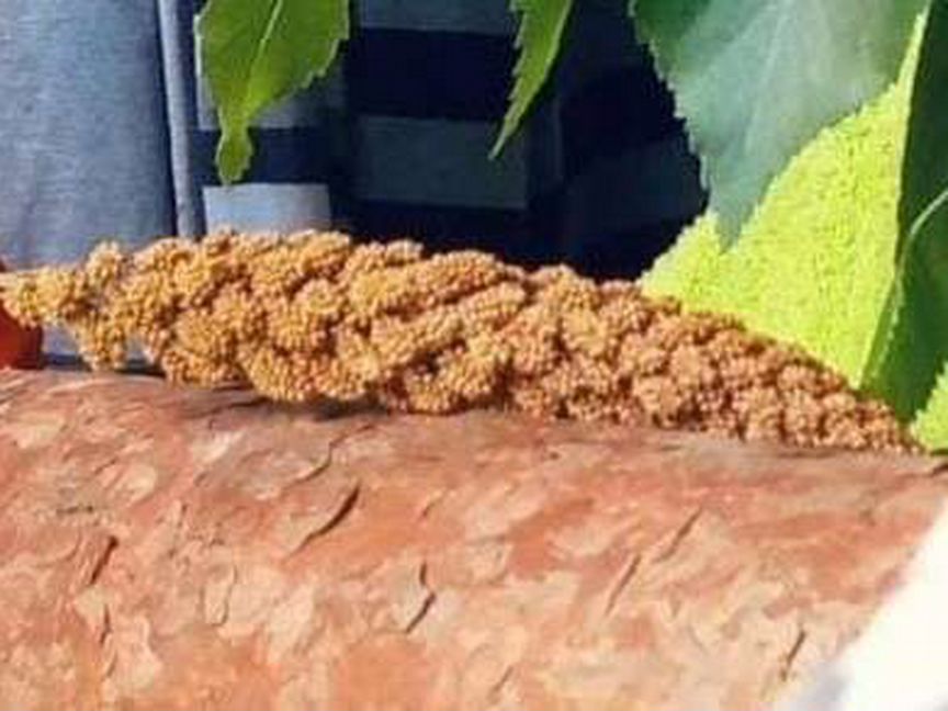 Чумиза в колосках, для попугаев или грызунов