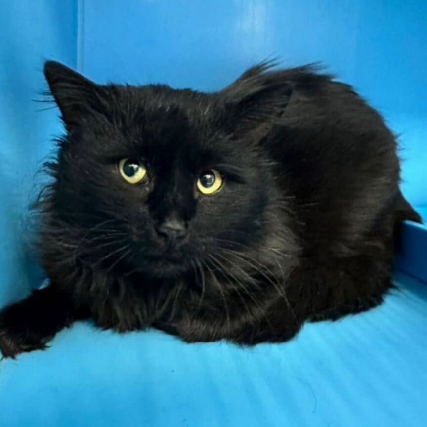 Котик Боря ищет дом