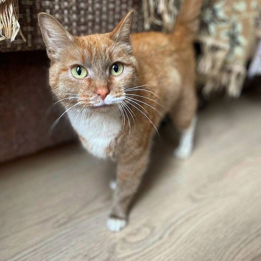 Стройная рыжая красотка в поисках дома