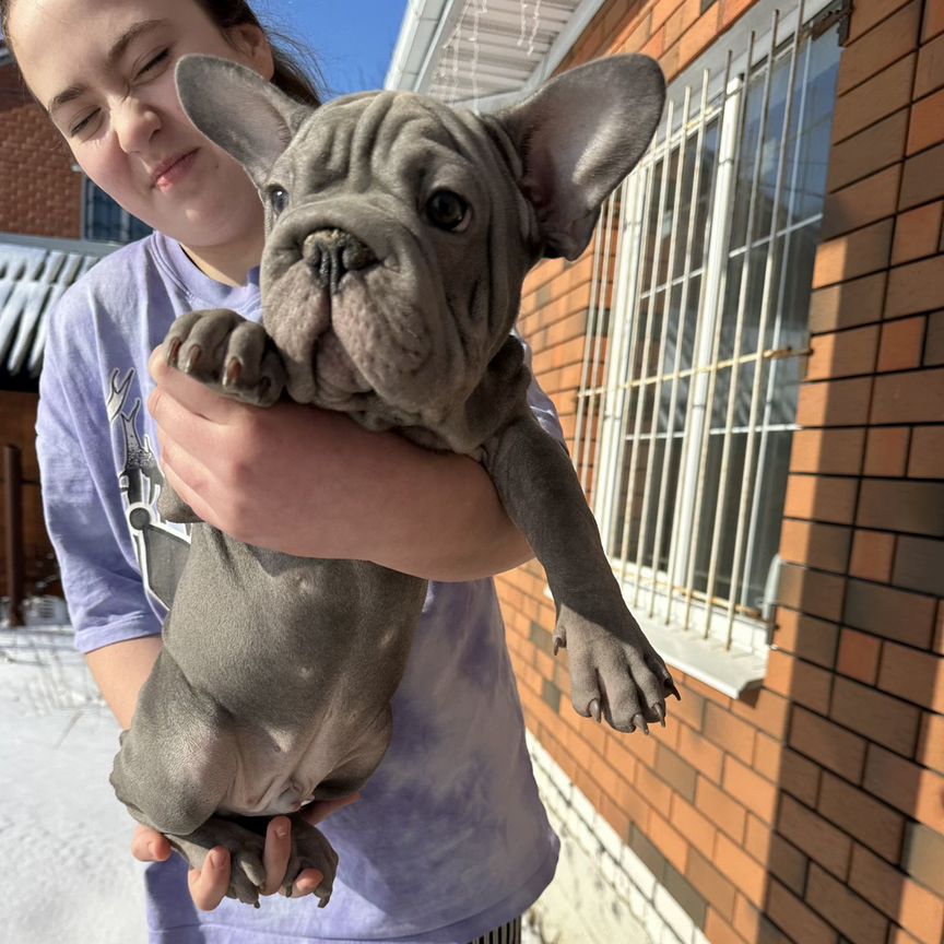 Французский бульдог, щенок