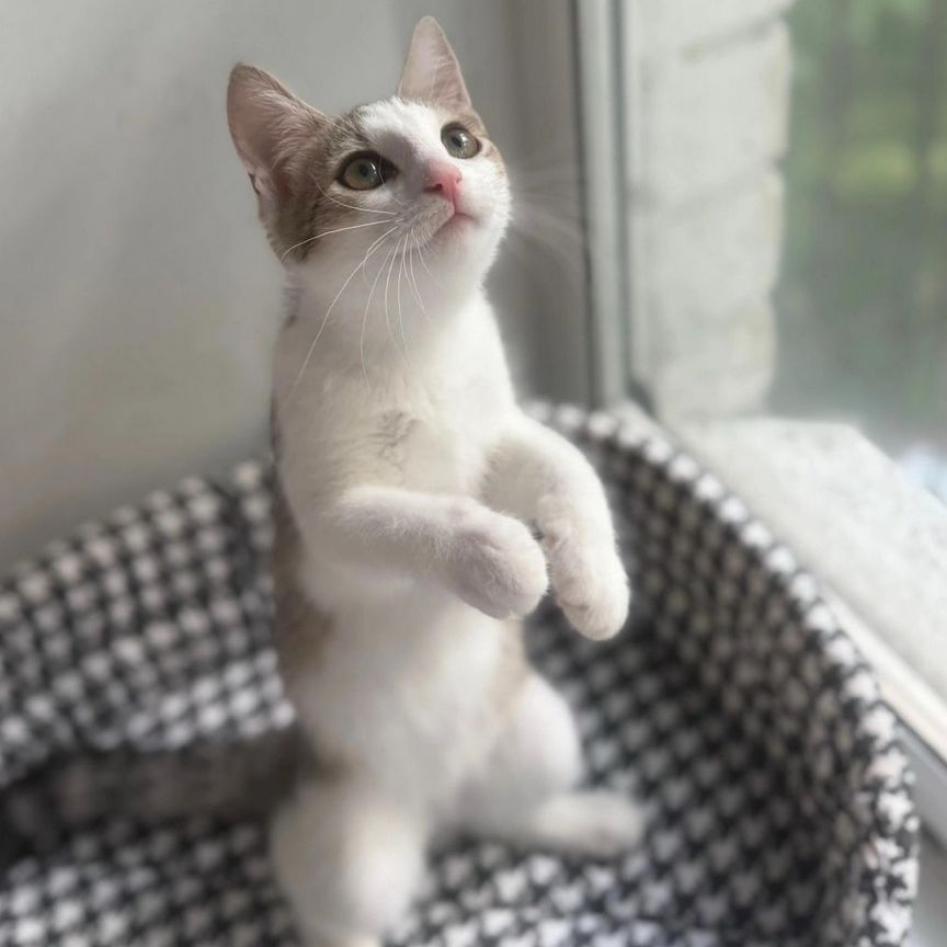 Котенок 3 мес нежная девочка