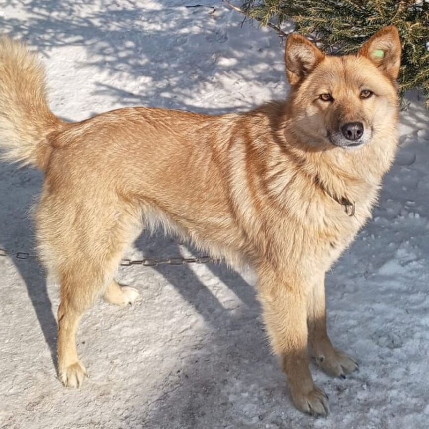 Собака в добрые руки