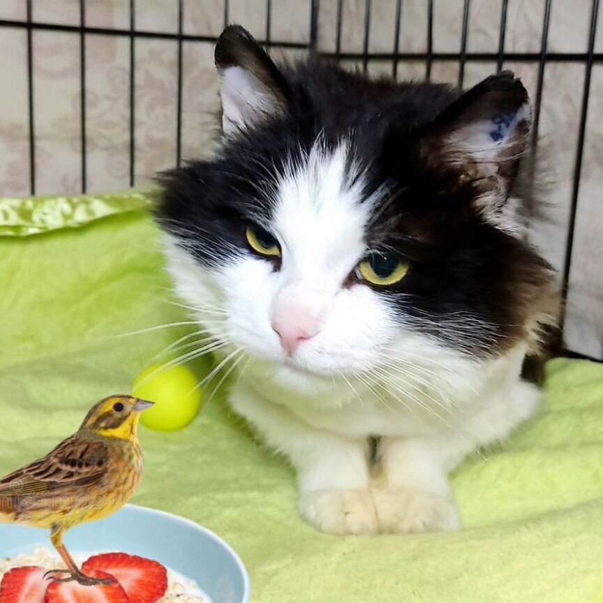 Котя, Котюня, Котюха, Котюша
