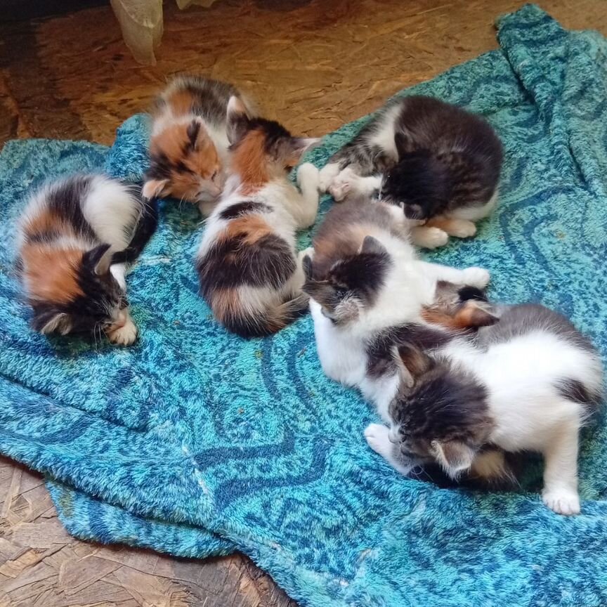 Отдаю котят