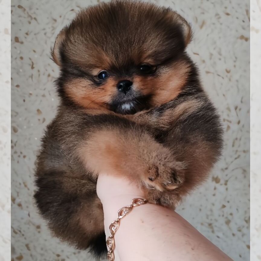 Померанский шпиц, щенок