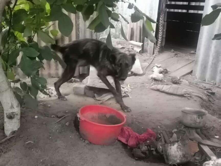 Отдам бесплатно