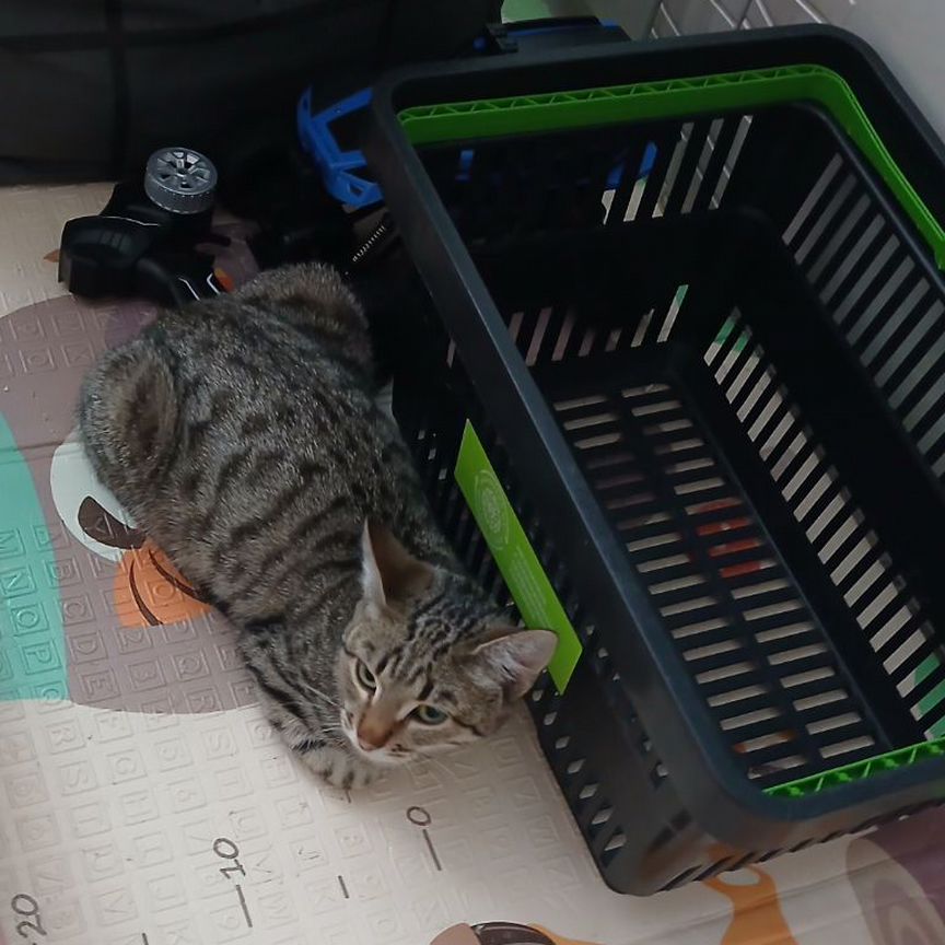 Котёнок в добрые руки