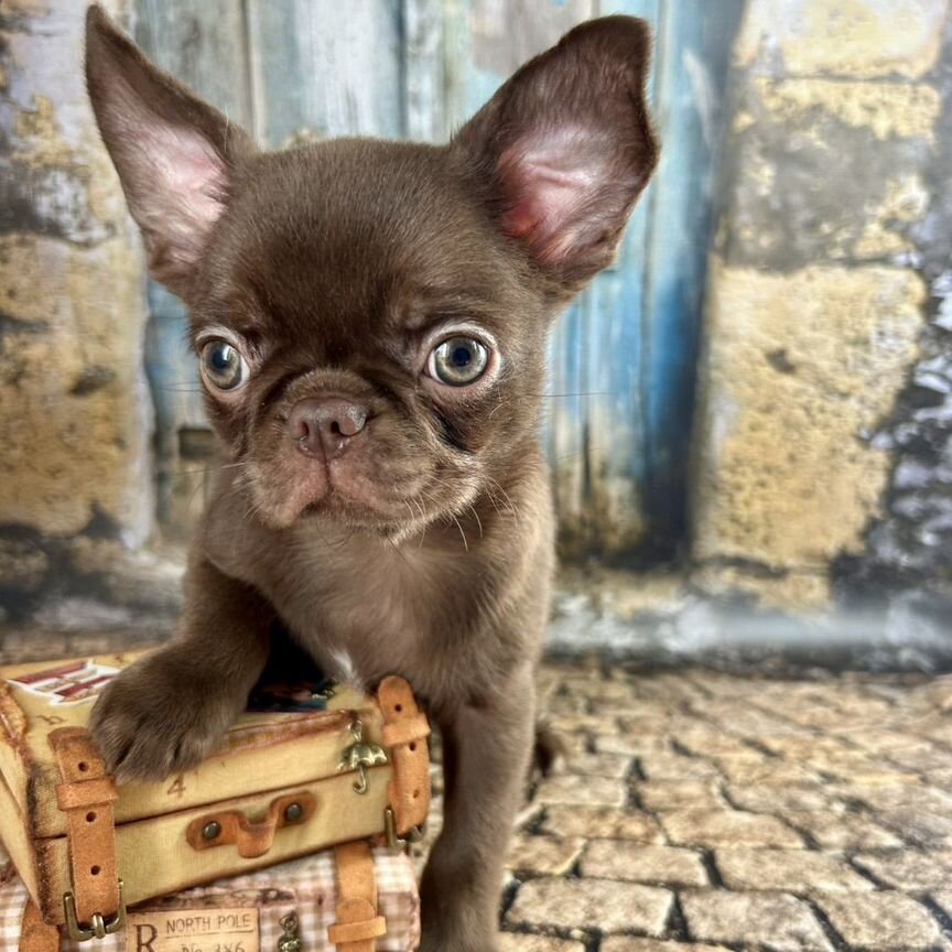 Чихуахуа, щенок