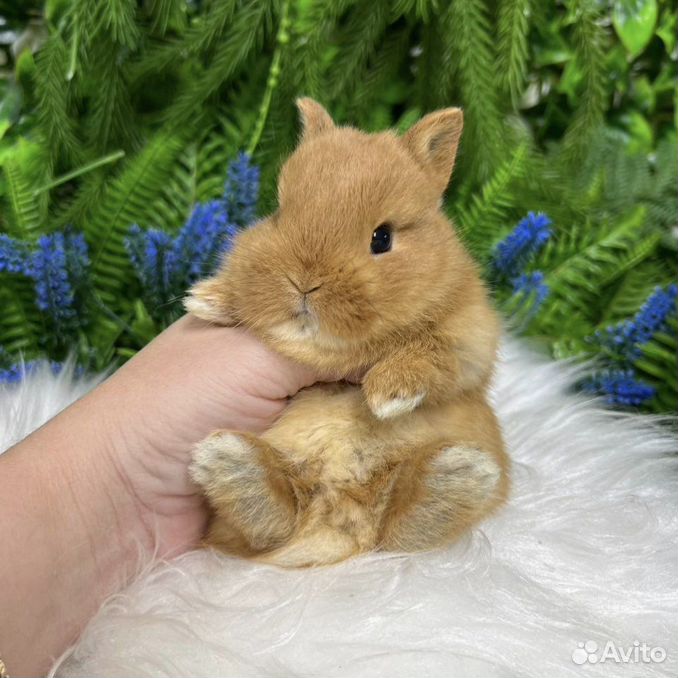 Мини кролики Царские ручные