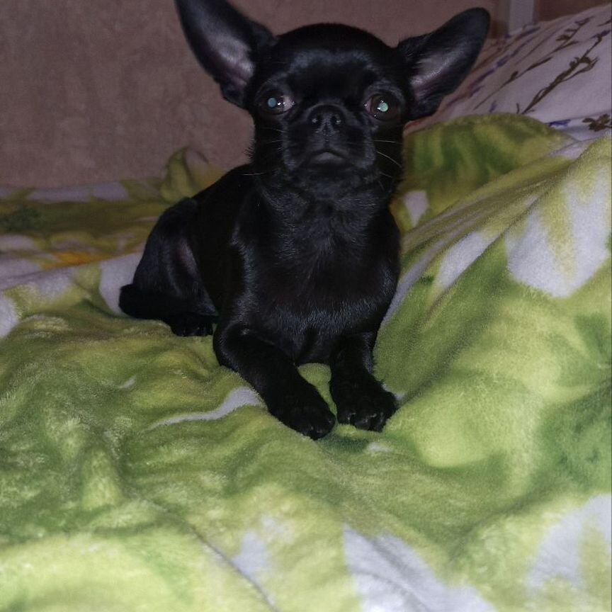 Щенки чихуахуа короткошерстные