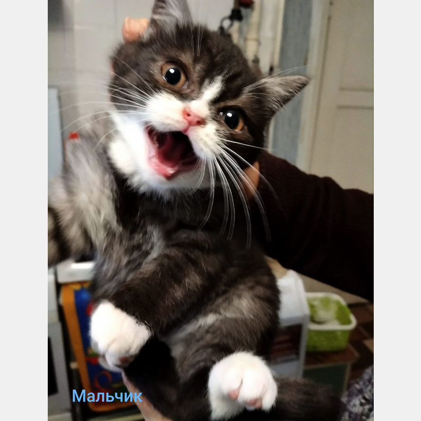 Котенок 3 месяца бесплатно