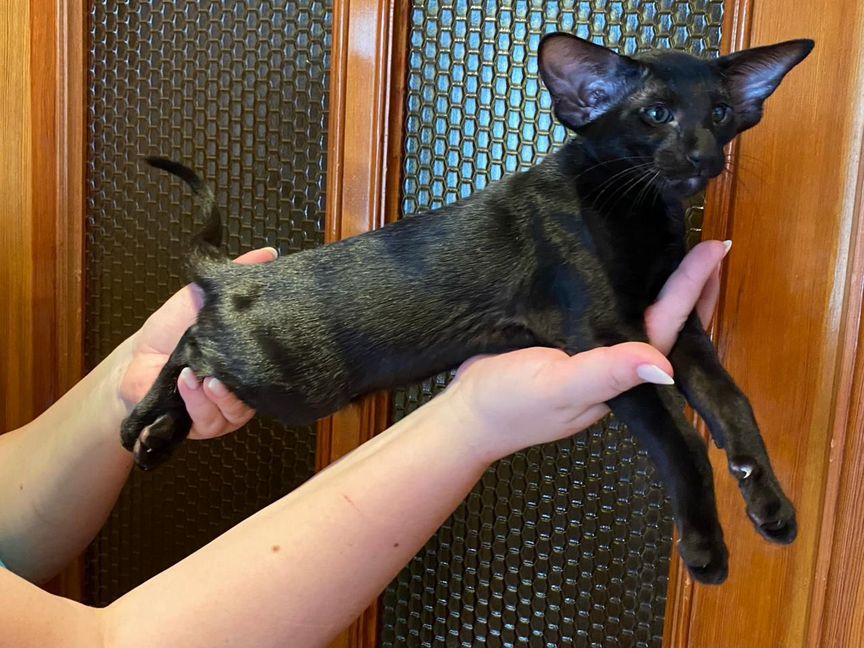 Черный ориентал Broklyn