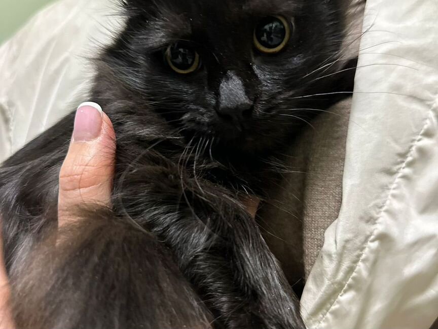 Котенок девочка ручная ласковая