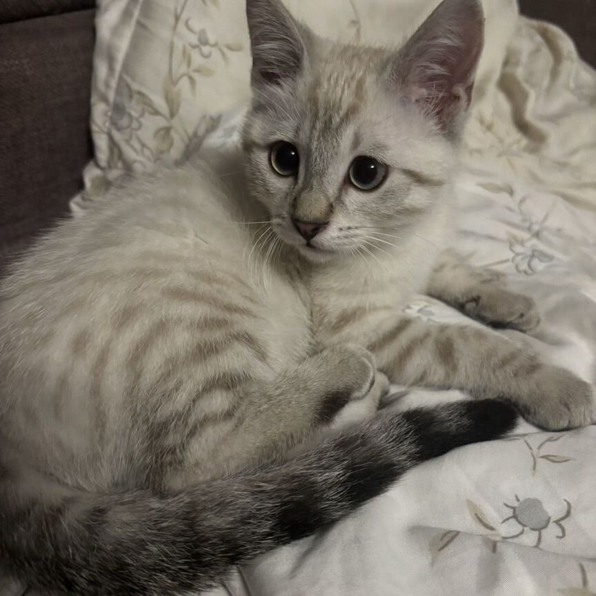 Котенок в добрые руки