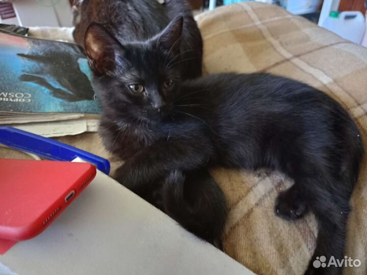 Котëнок 3 мес