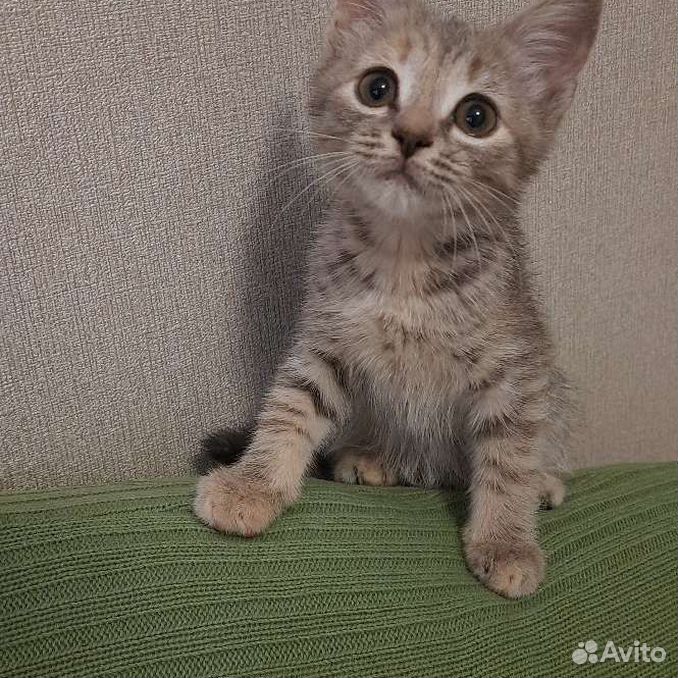 Кира котёнок