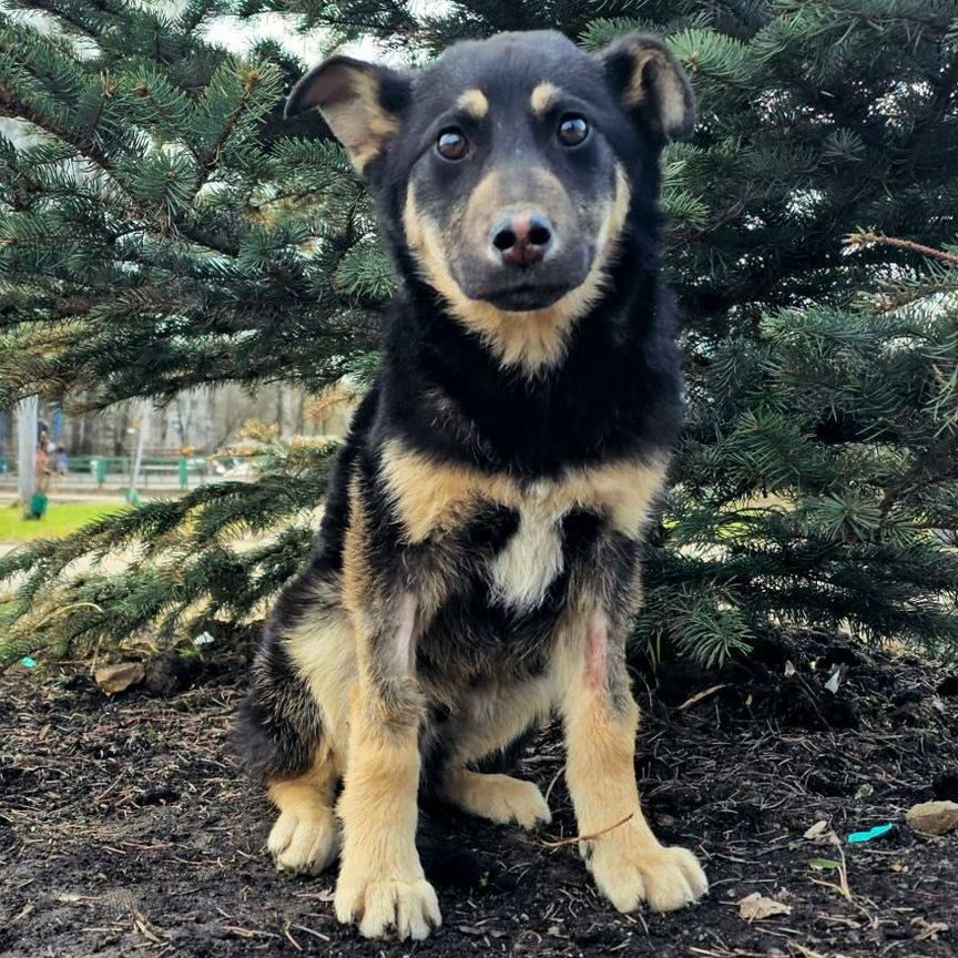 Щенок в добрые руки