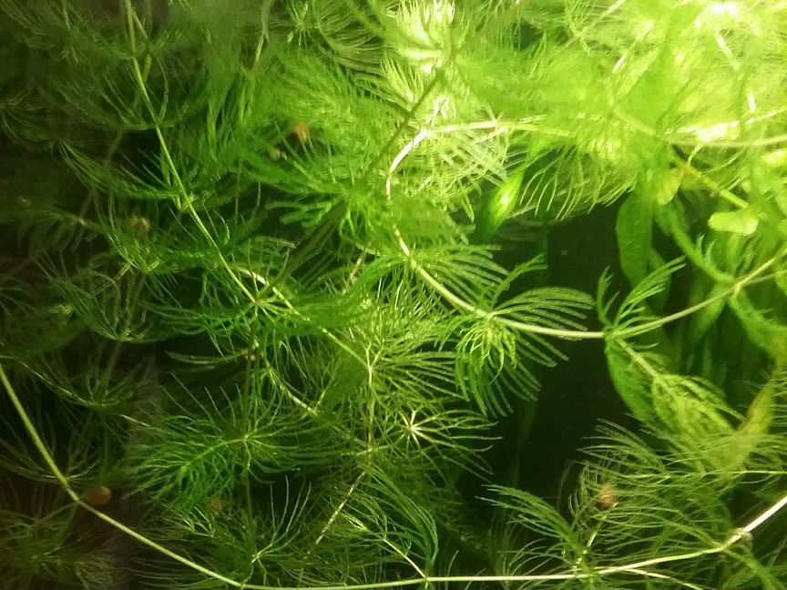 Роголистник в аквариум