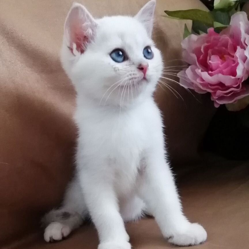 Британская серебристая шиншилла, мальчик