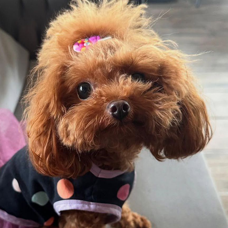 Той-пудель, щенок