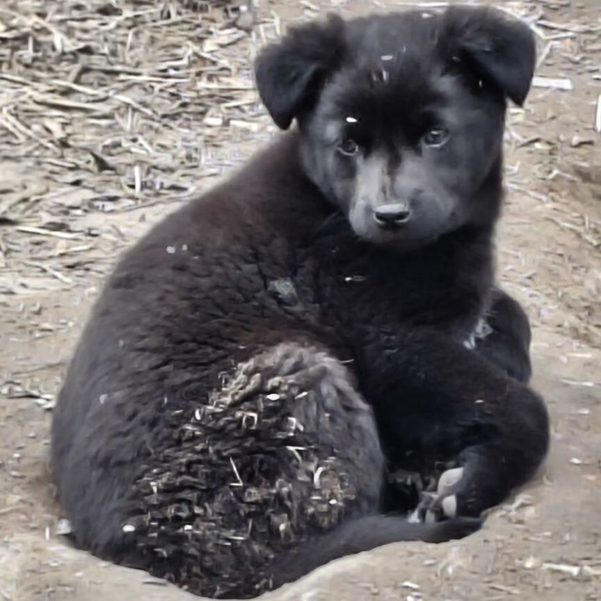 Щенок в добрые руки