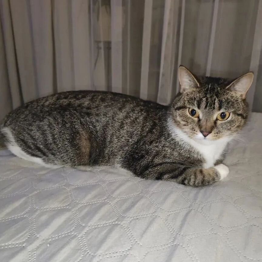 Взрослая, кошка в добрые руки