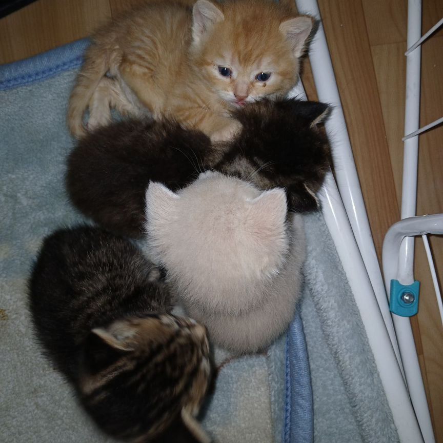 Котята в добрые руки бесплатно