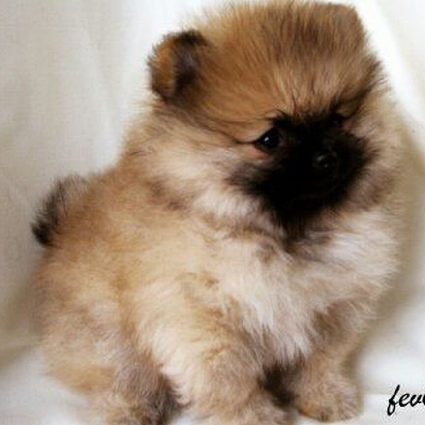 Померанский шпиц, щенок