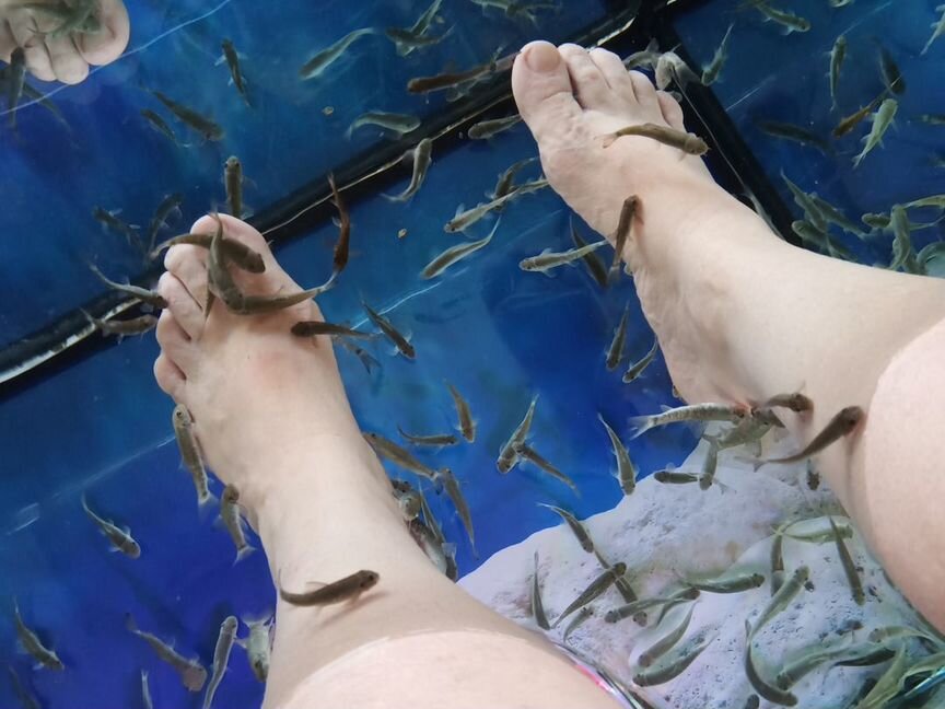 Рыбка гарра руфа. Цена за штуку