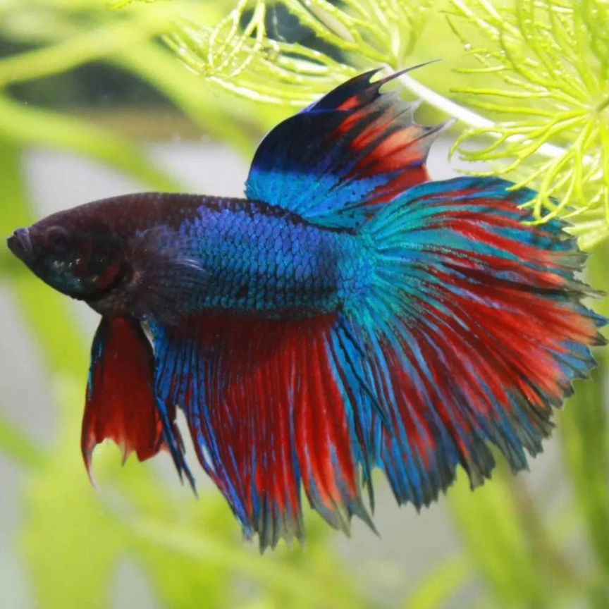 Аквариумные рыбки петушок самец и самка