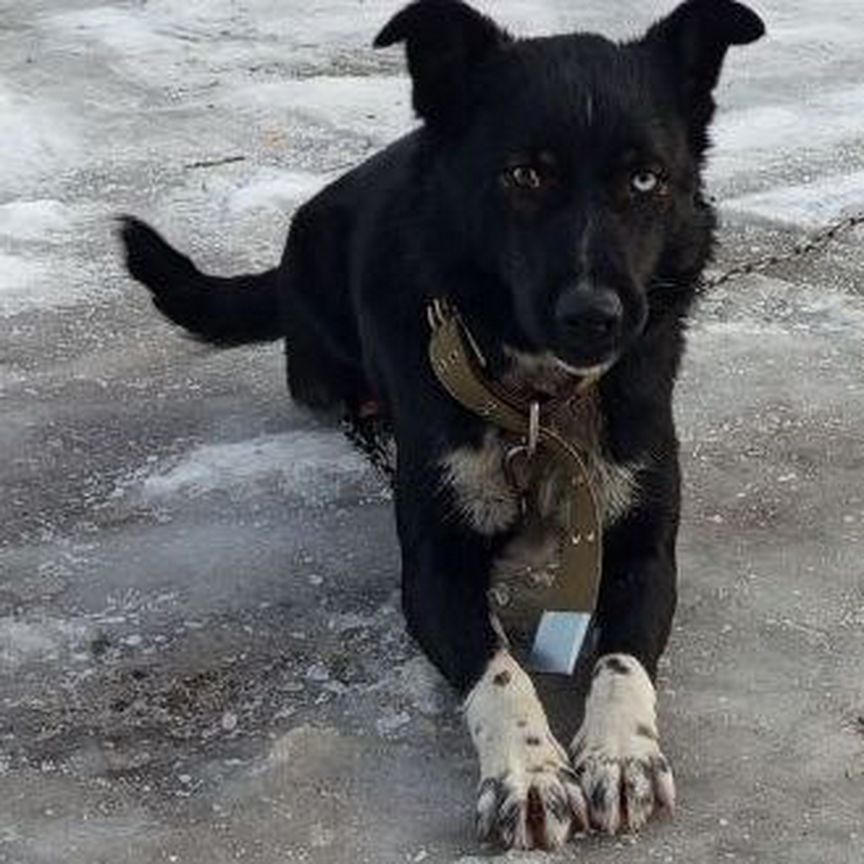 Взрослая собака в добрые руки