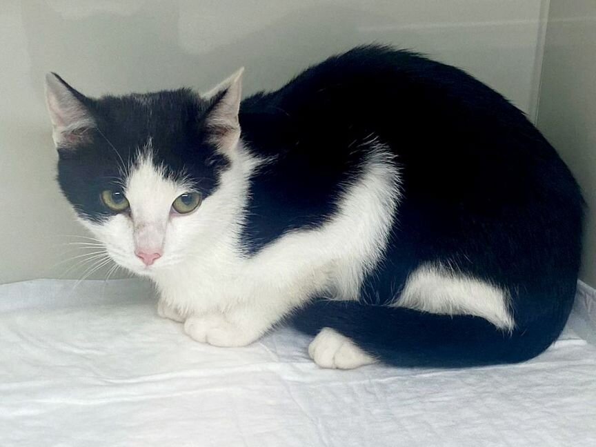 Кошка в дар бесплатно