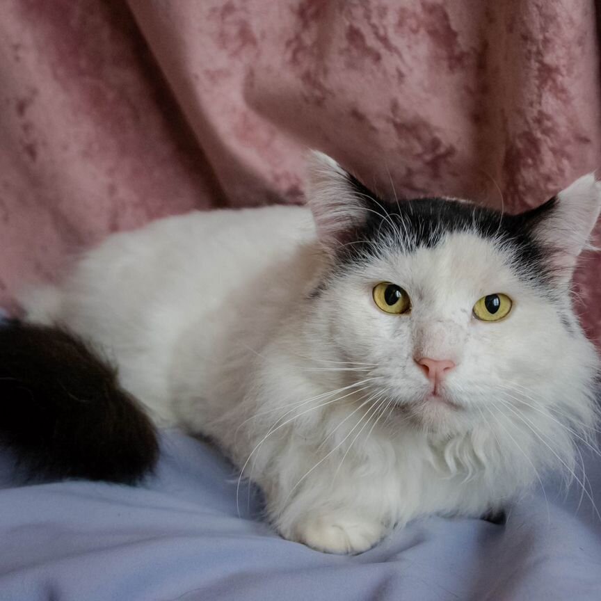 Котик Лапкин-Шляпкин