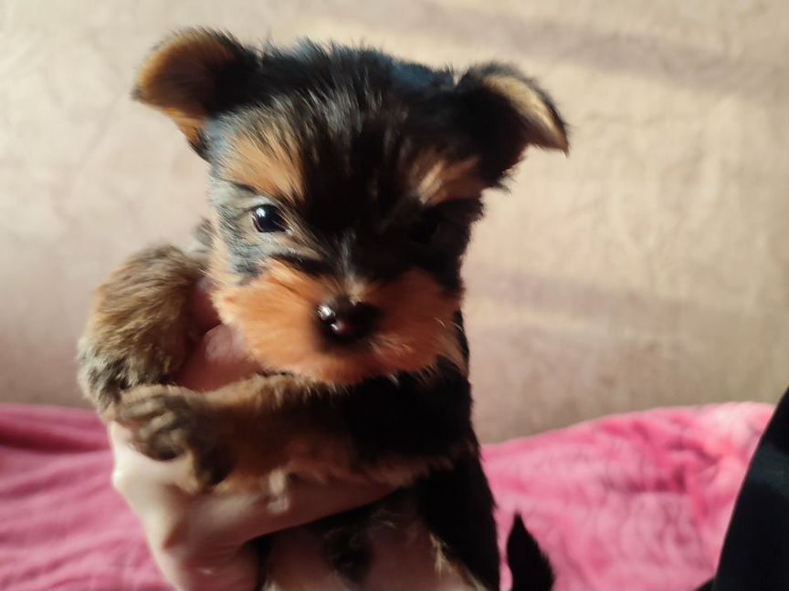 Щенки йоркширского терьера