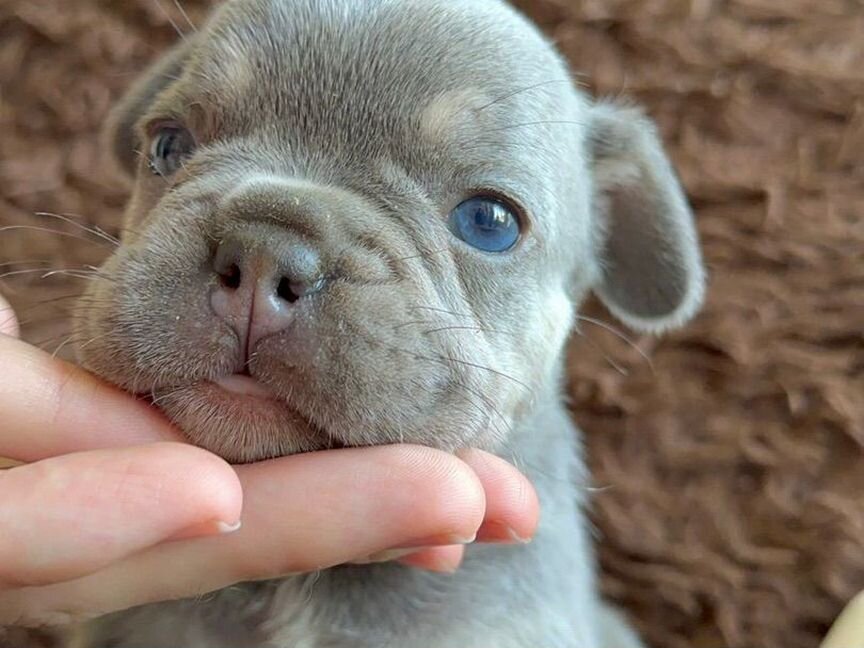 Французский бульдог лиловый голубой мерль