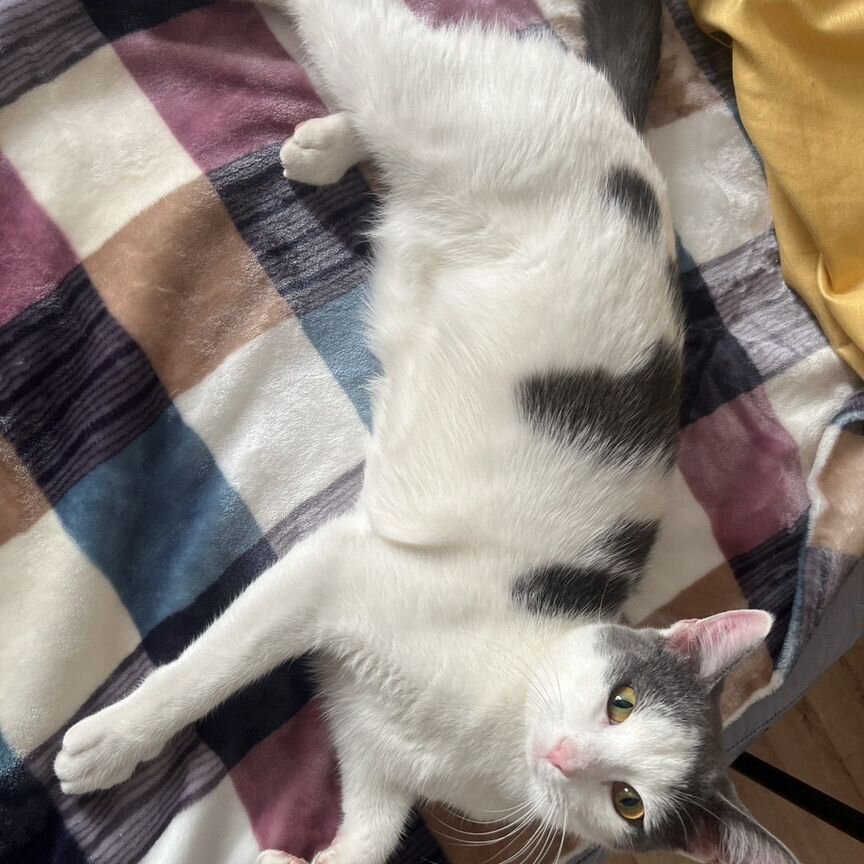Отдам кота в добрые руки