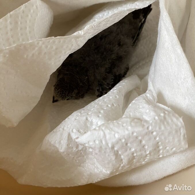 Отдам птенца