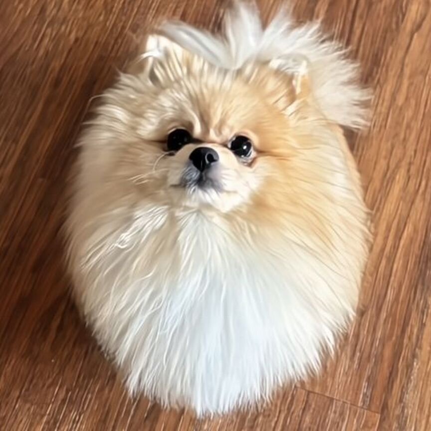 Померанский шпиц, щенок