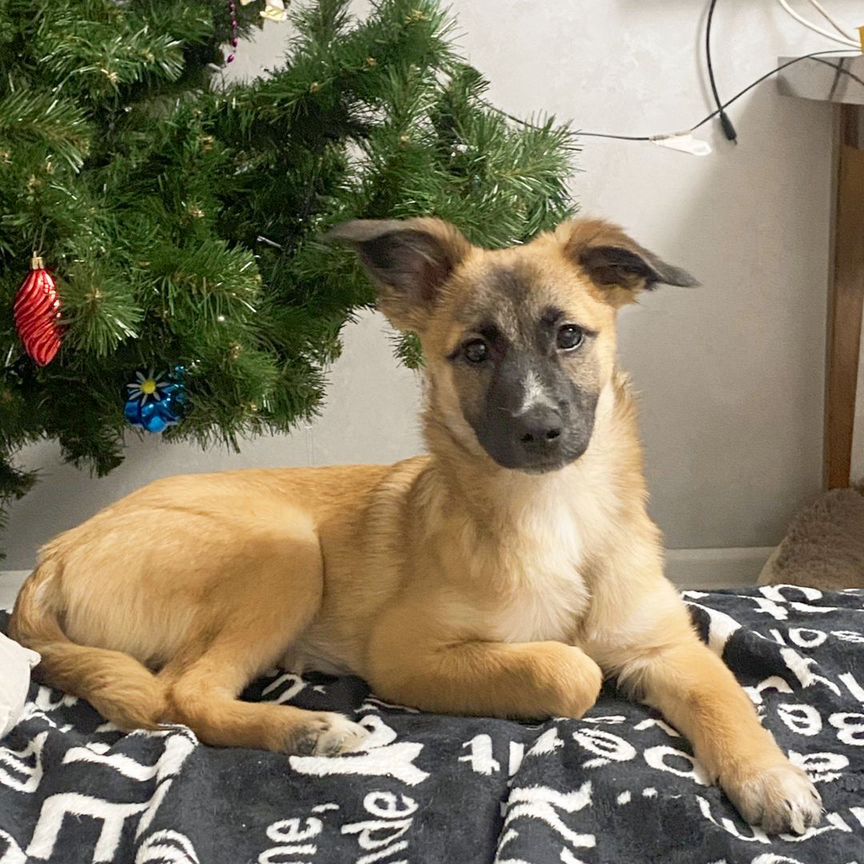 Молоденькая маленькая собачка