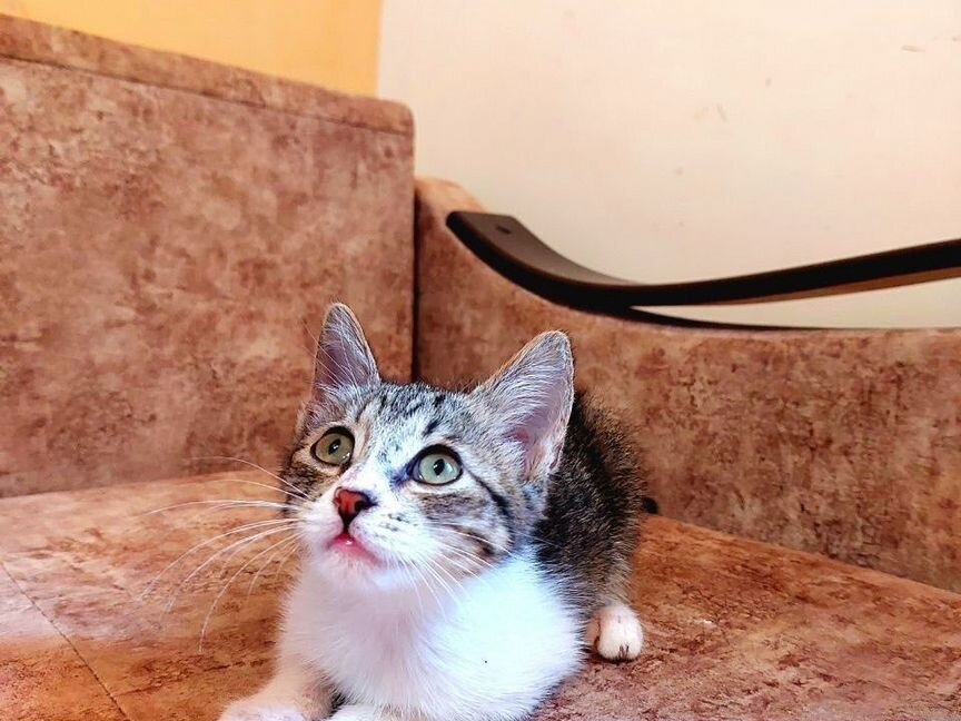 Супер игривый котенок Василиса в дар