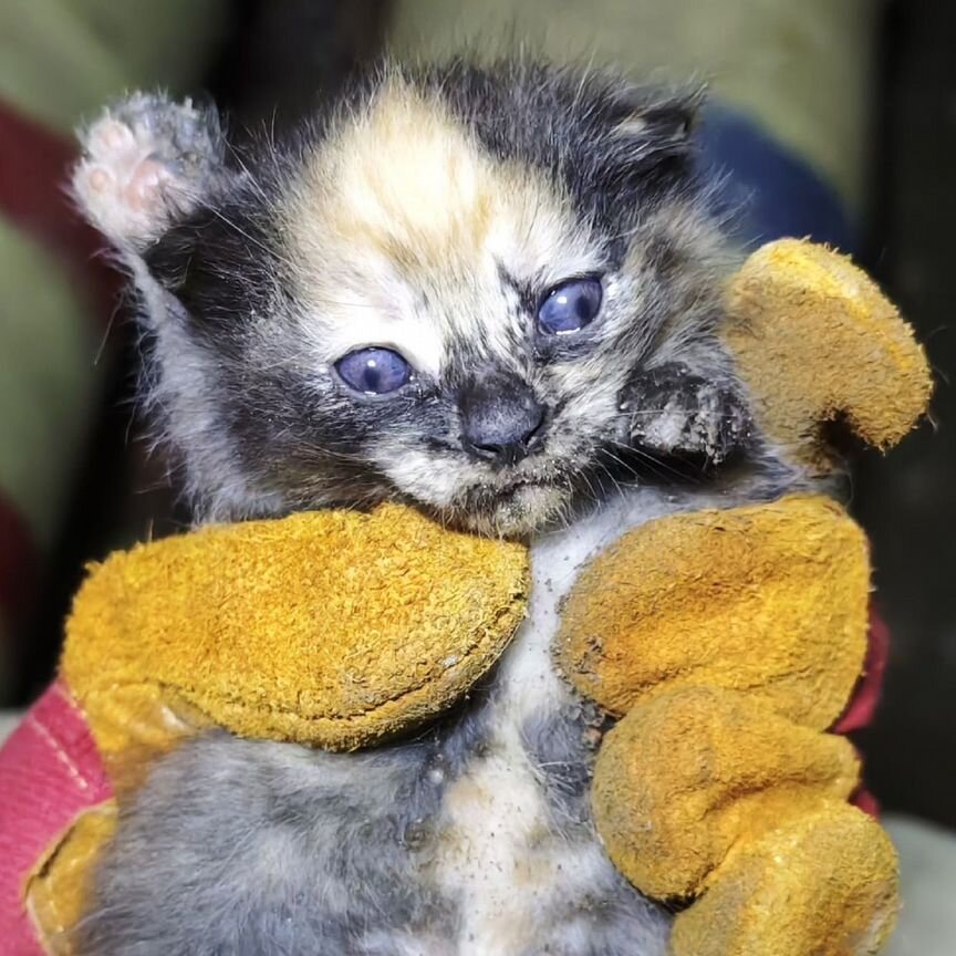 Котёнок в добрые руки