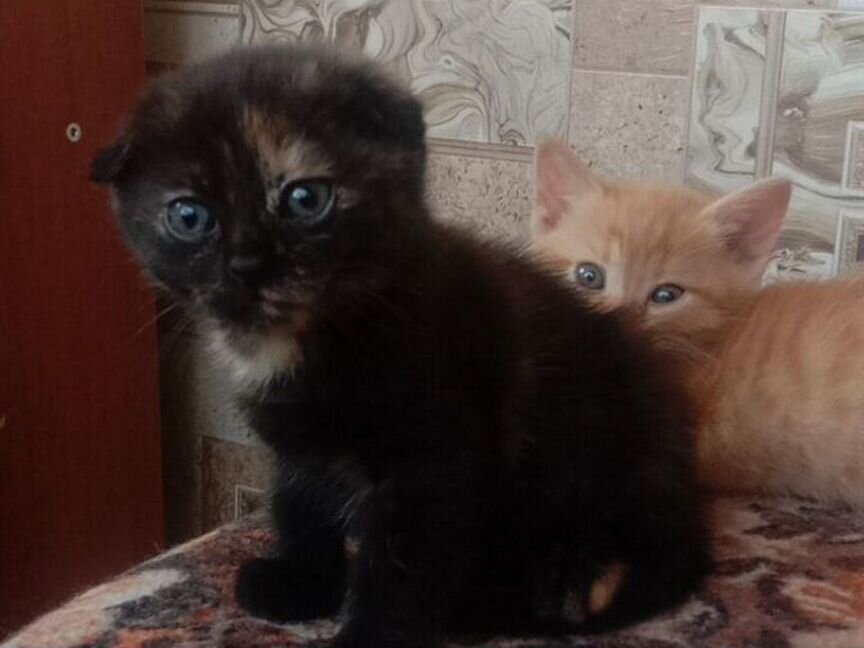 Кошка