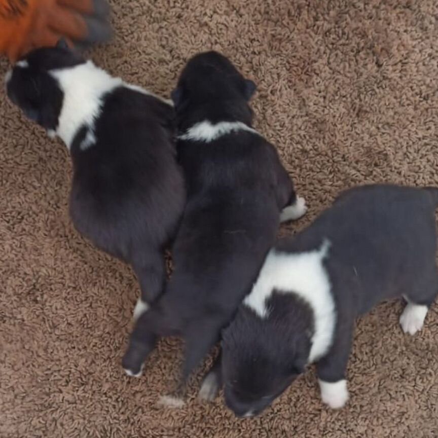 Русско европейская лайка